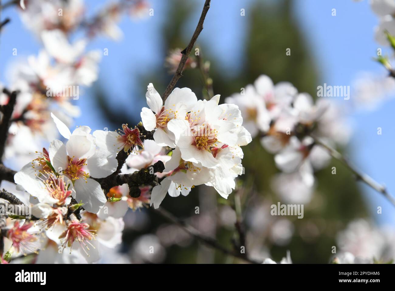 Almond blossoms on almond tree at the Costa Blanca, province of ...
