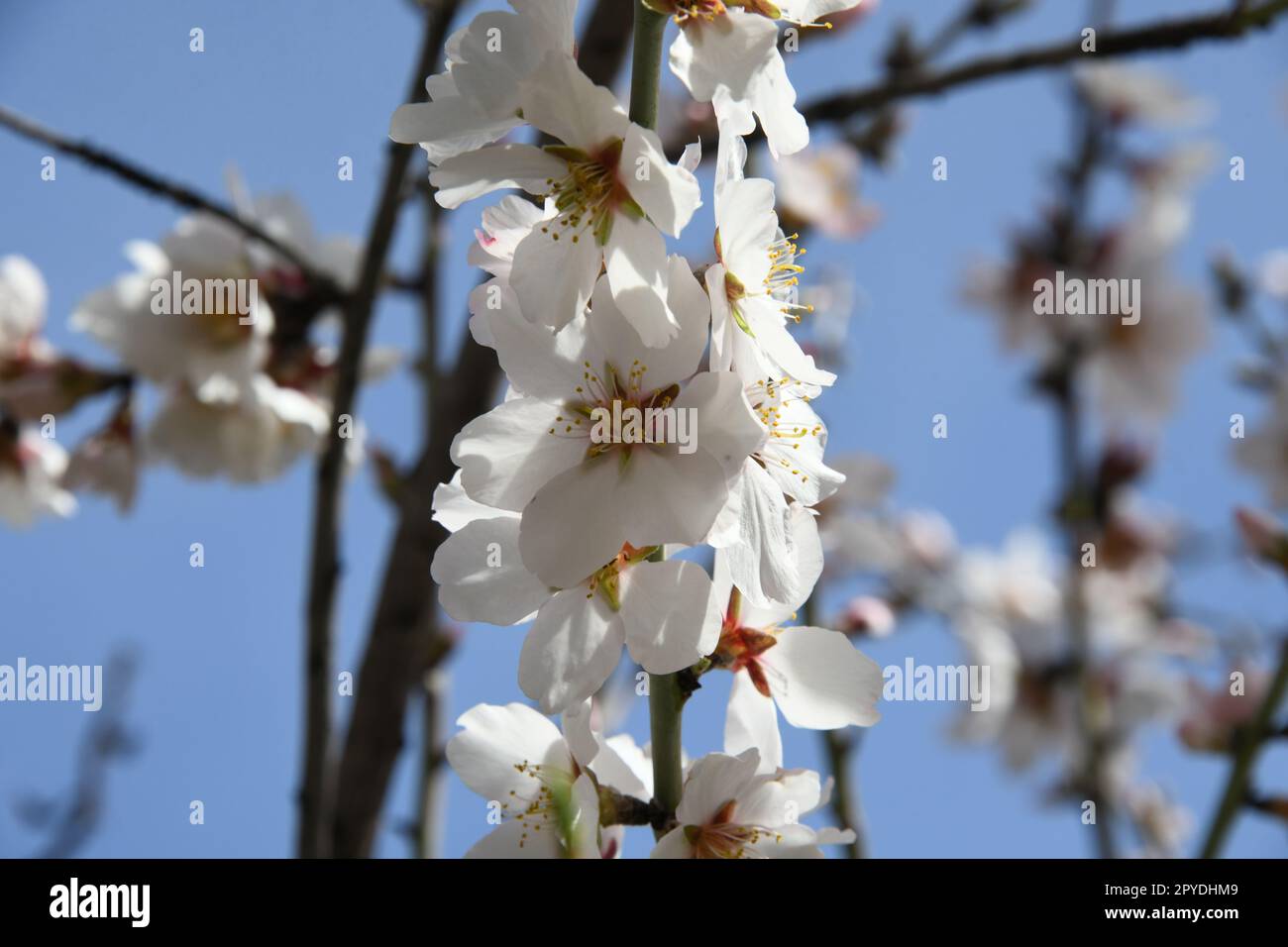 Almond blossoms on almond tree at the Costa Blanca, province of ...