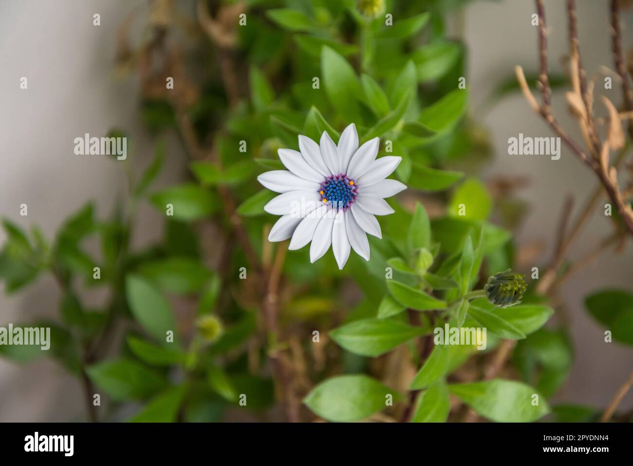 A closeup of the flower of the African daisy. Horizontal image with ...