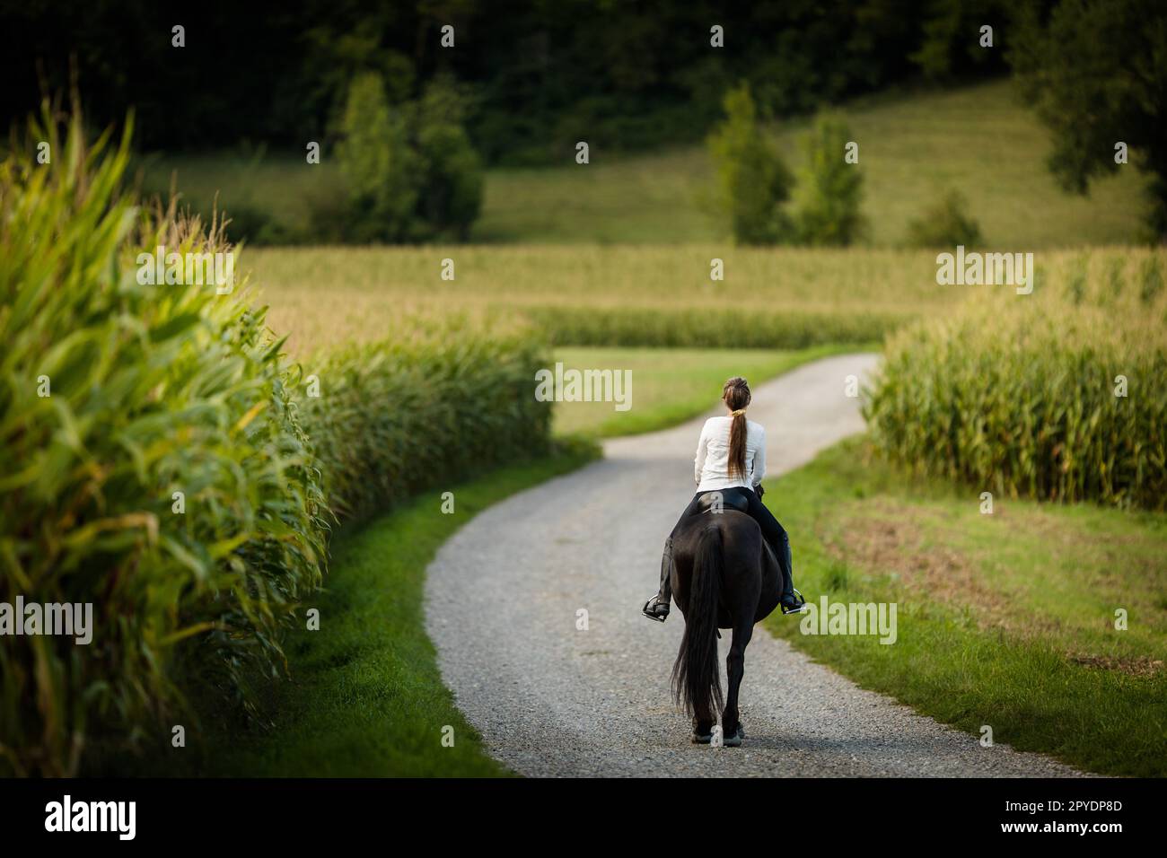 Woman riding a horse. Equestrian sport, leisure horse riding concept ...