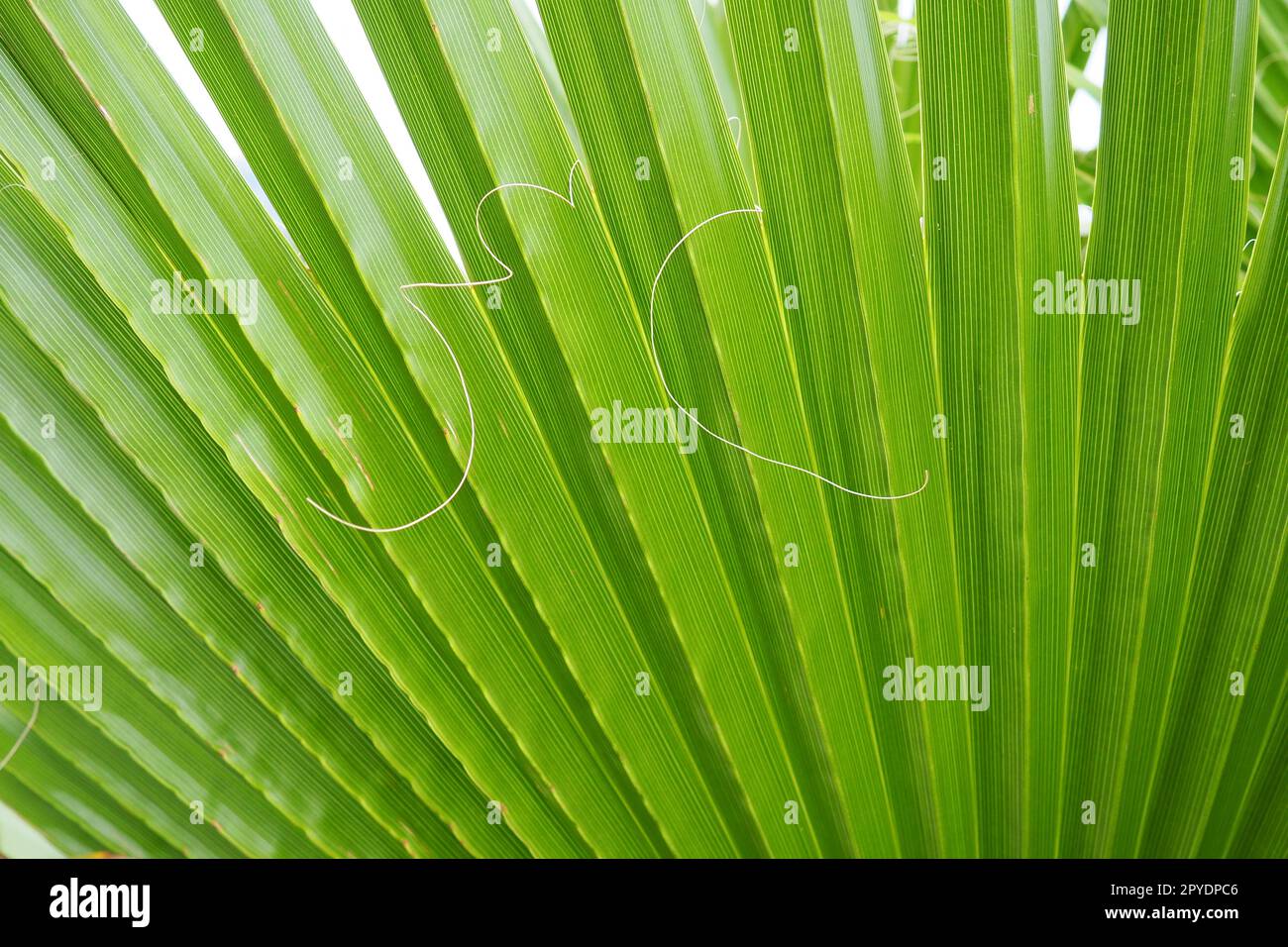 Palm leaves texture with shadow and light. Palm leaves of bright green ...