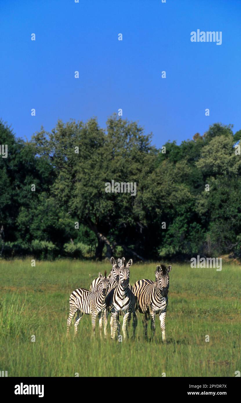 Botswana plains zebra hi-res stock photography and images - Alamy