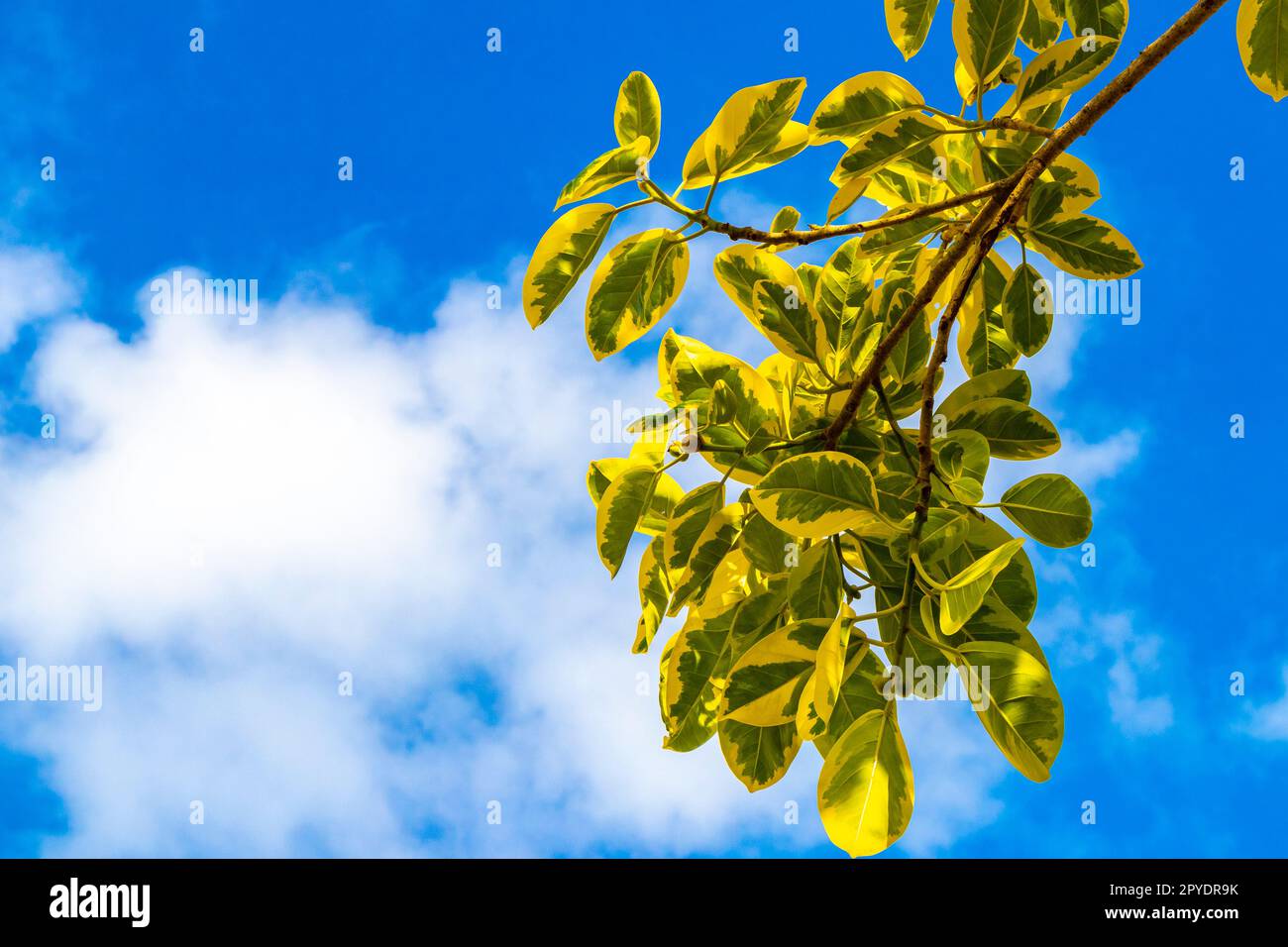 Caribbean beach fir palm trees in jungle forest nature Mexico Stock ...