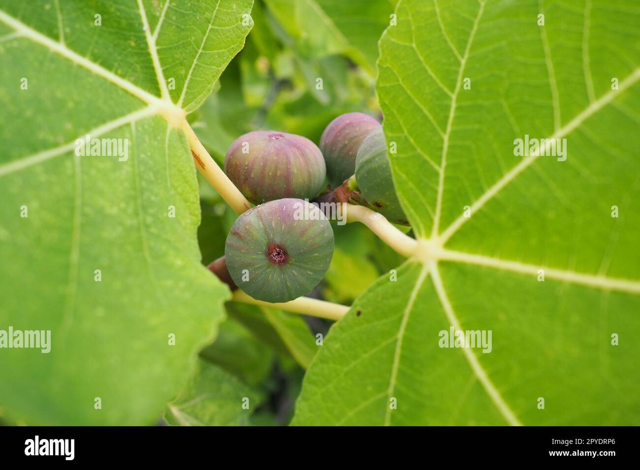 Fig, or fig tree, or common fig tree Ficus carica is a subtropical ...