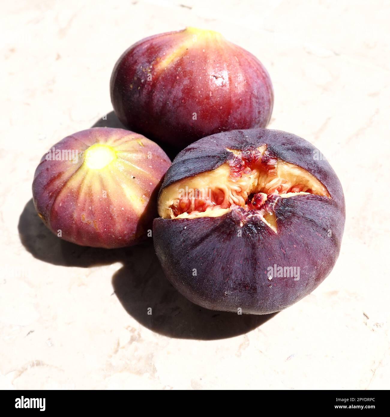 Fig or fig tree, or common fig tree, or Ficus carica is a subtropical ...