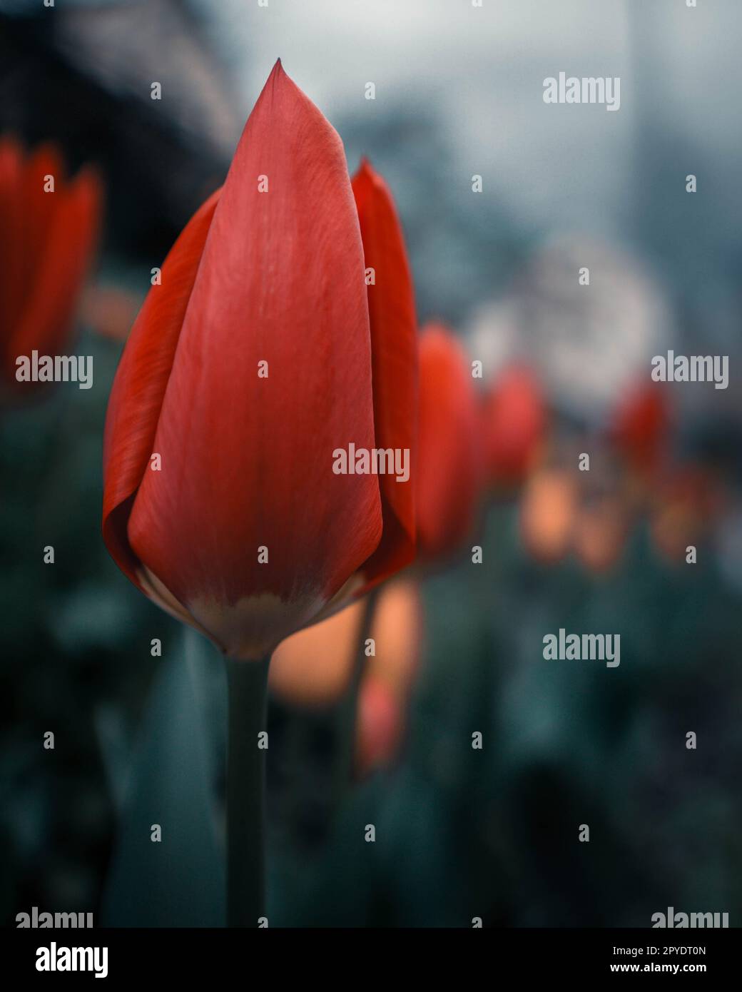Tulip Flower red Stock Photo - Alamy