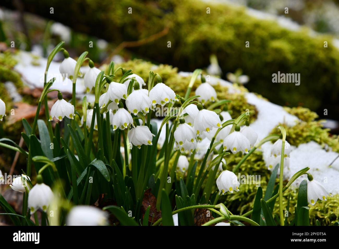 blooming snowflakes on a damp forest floor Stock Photo - Alamy