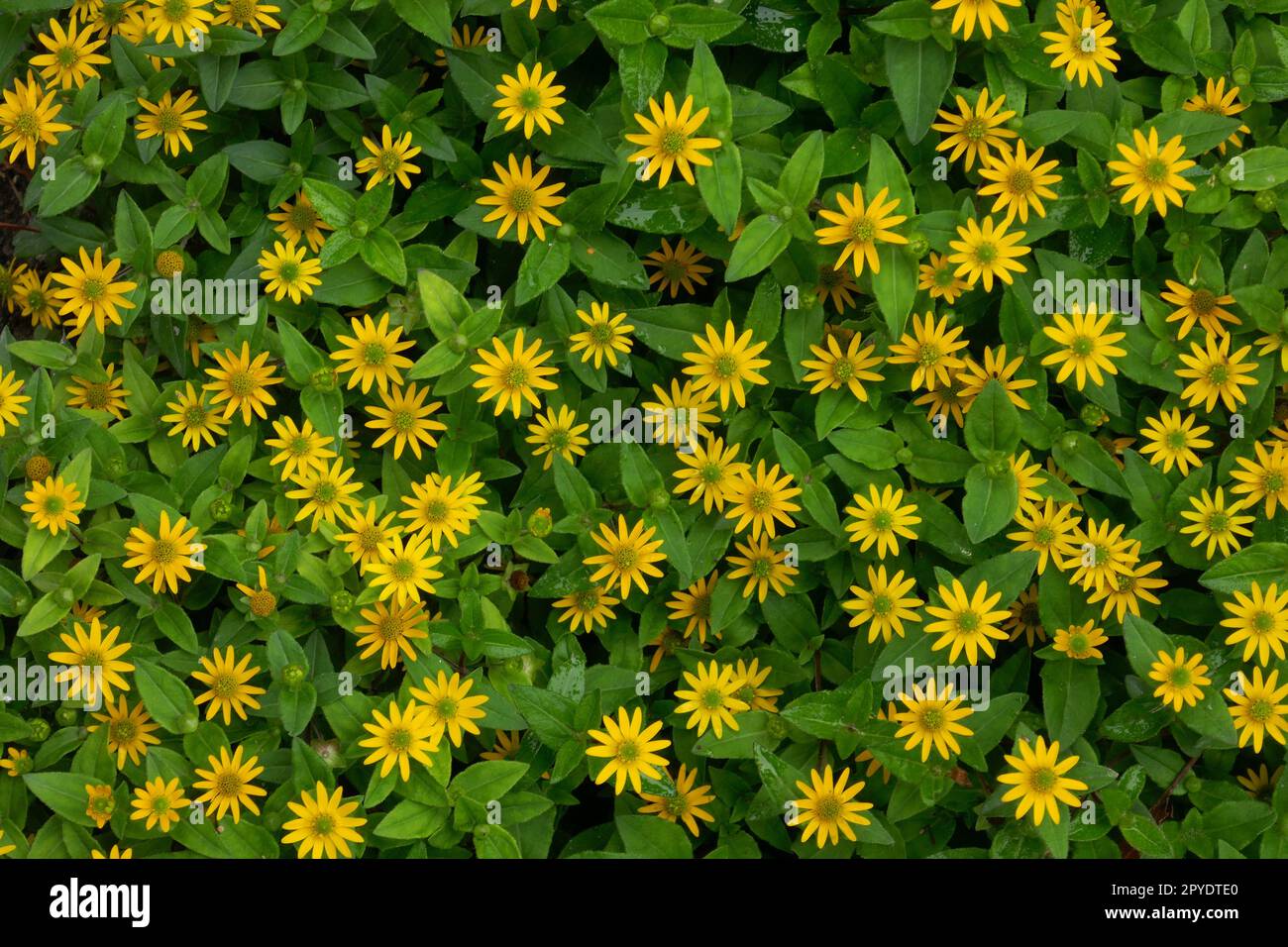 Button like flowers hi-res stock photography and images - Alamy