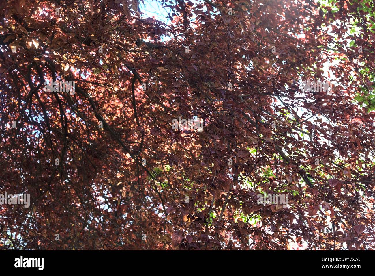 Red foliage tree tops hi-res stock photography and images - Alamy