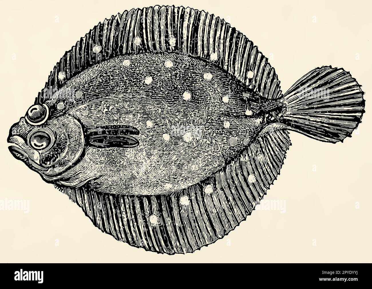 The fish - European flounder (Platichthys flesus). Antique stylized ...