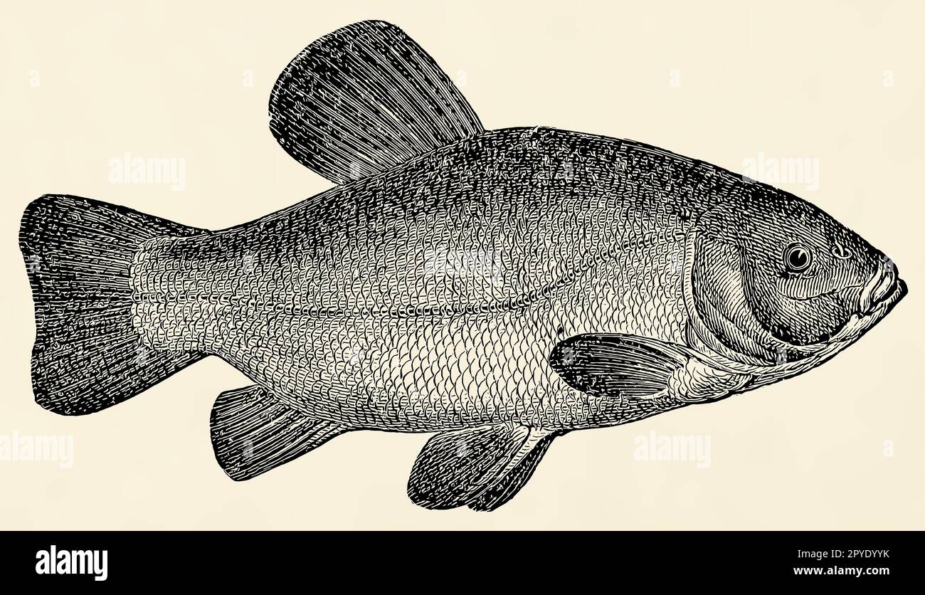 The freshwater fish - tench (Tinca tinca). Antique stylized ...