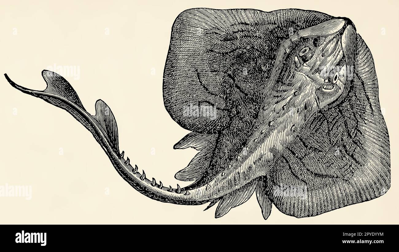 The fish - thornback ray (Raja clavata). Antique stylized illustration ...