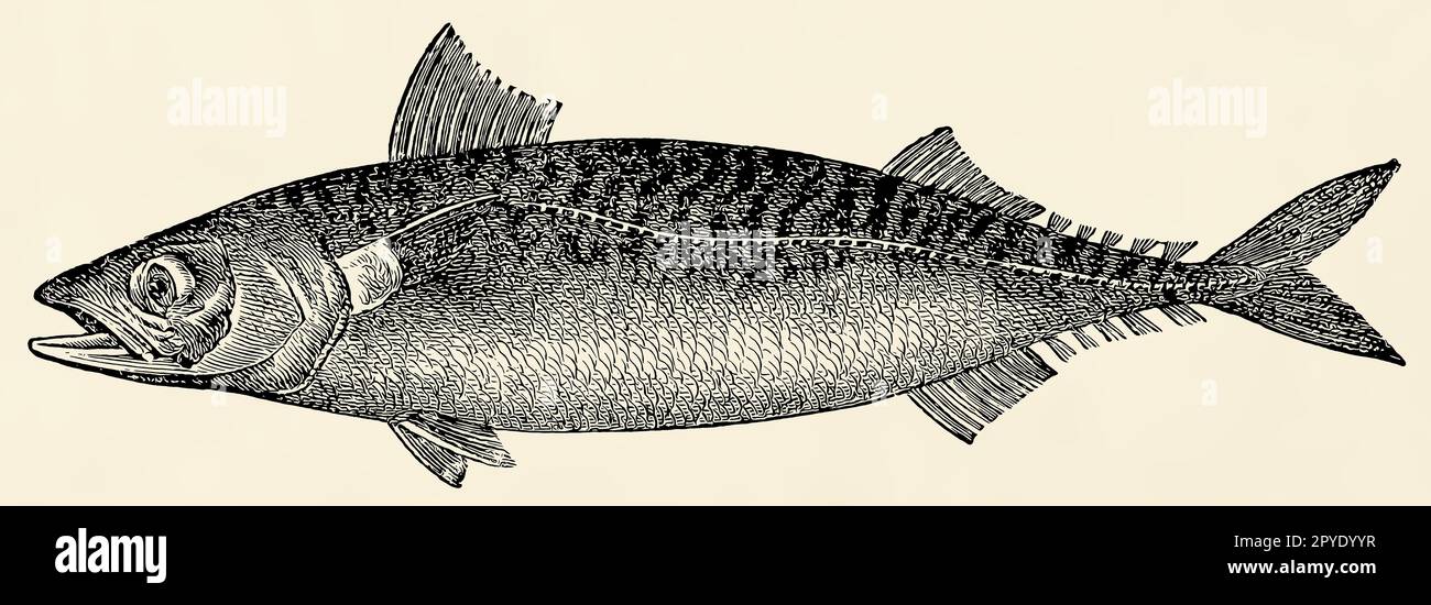 The fish - Atlantic mackerel (Scomber scombrus). Antique stylized ...