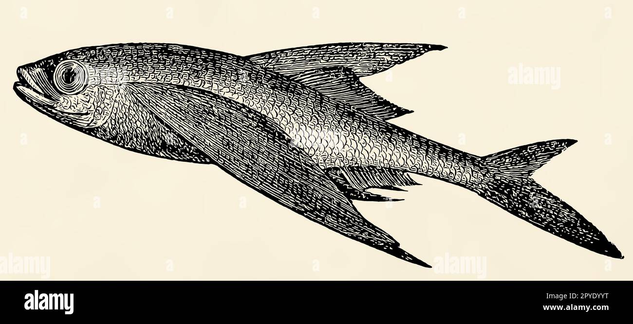 The fish - Exocoetus volitans. Antique stylized illustration Stock ...