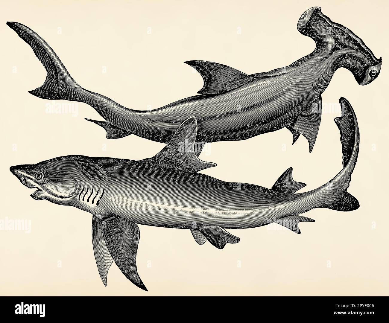 The fishes - Smooth hammerhead (Sphyrna zygaena) and Blue shark ...