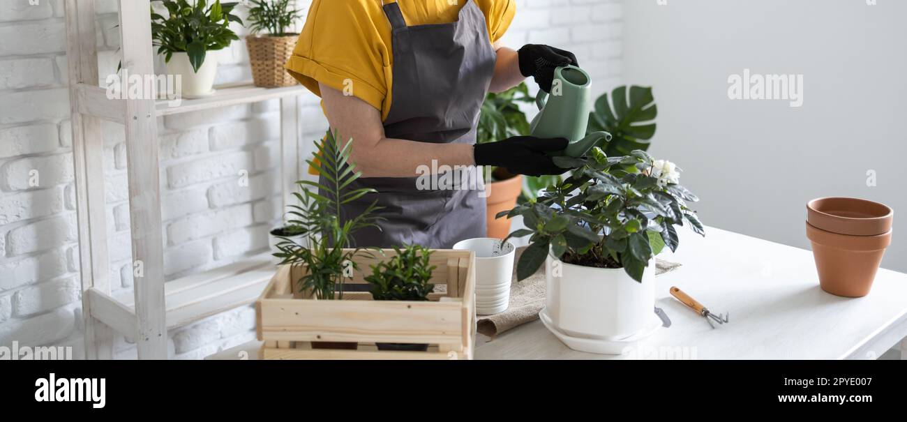Banner Close-up spring houseplant care, repotting houseplants. Waking ...