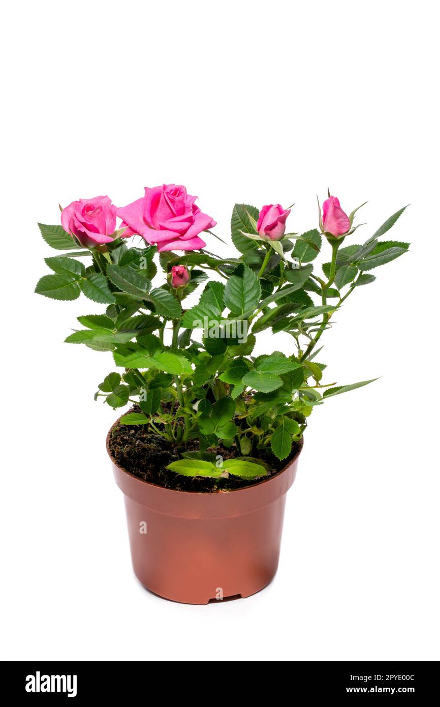 Indoor rose bush in a pot on a white background Stock Photo - Alamy