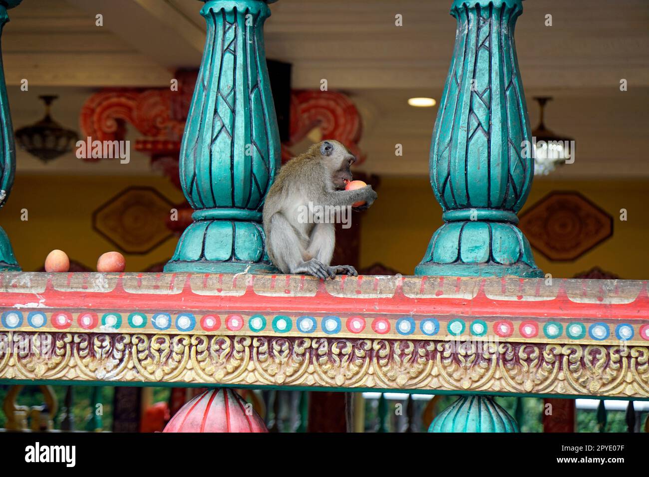 the wild monkeys live at batu cave temple in kuala lumpur Stock Photo ...