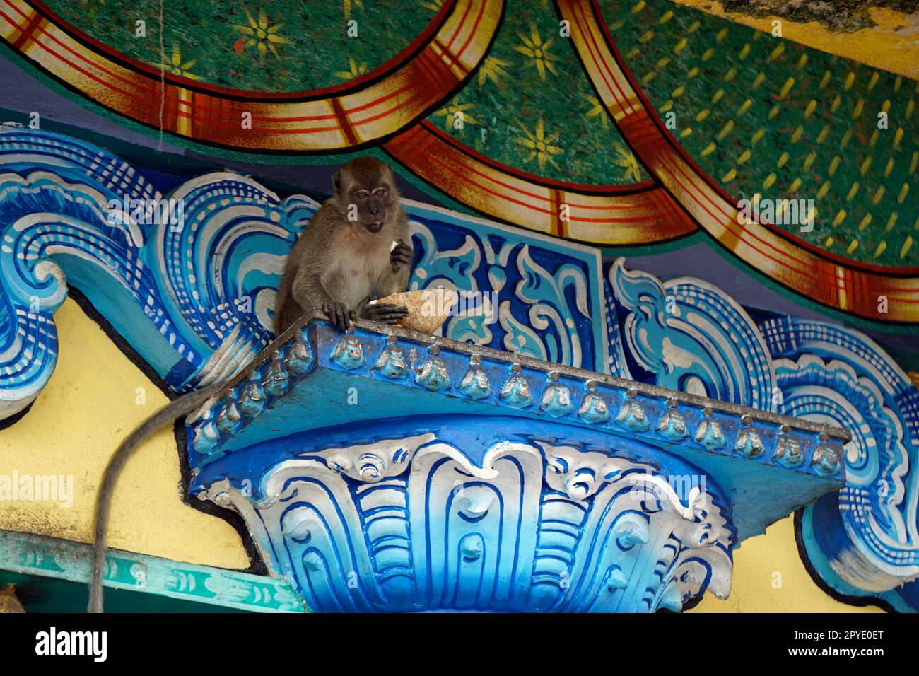 the wild monkeys live at batu cave temple in kuala lumpur Stock Photo ...
