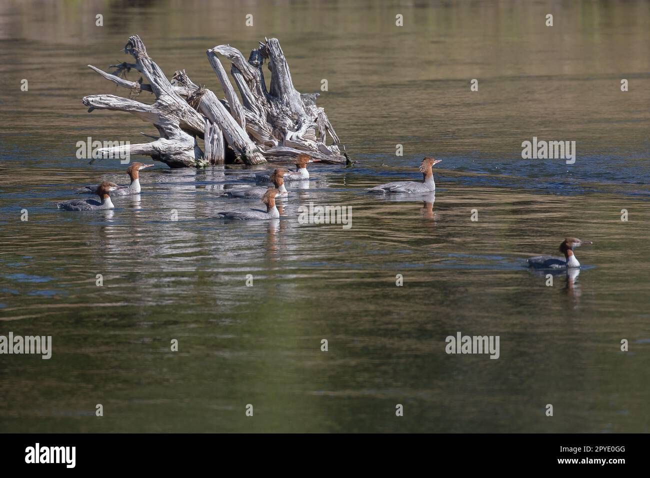 Yellowstone birds hi-res stock photography and images - Alamy