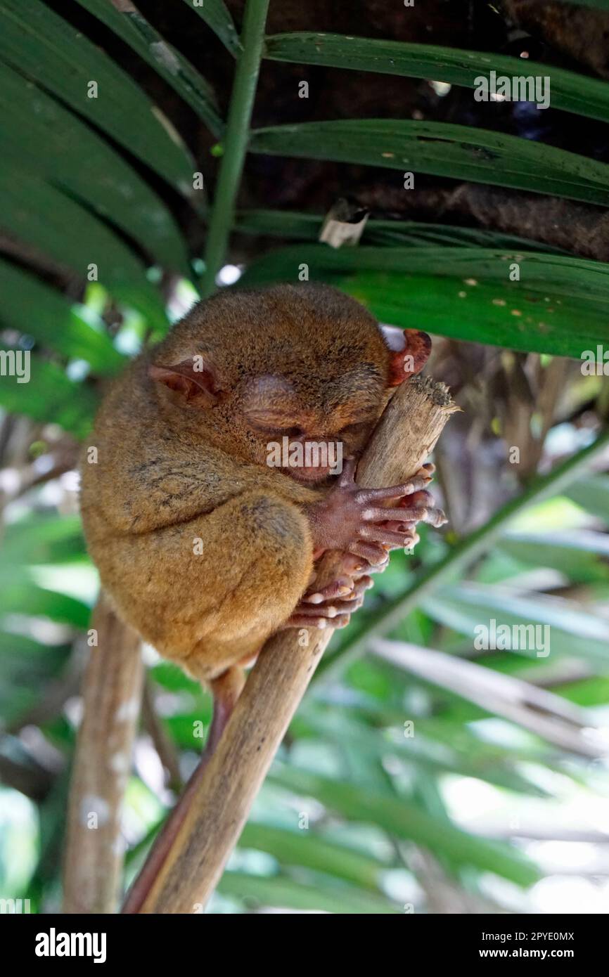Portrait of Tarsier monkey (Tarsius Syrichta) on the tree at bohol ...