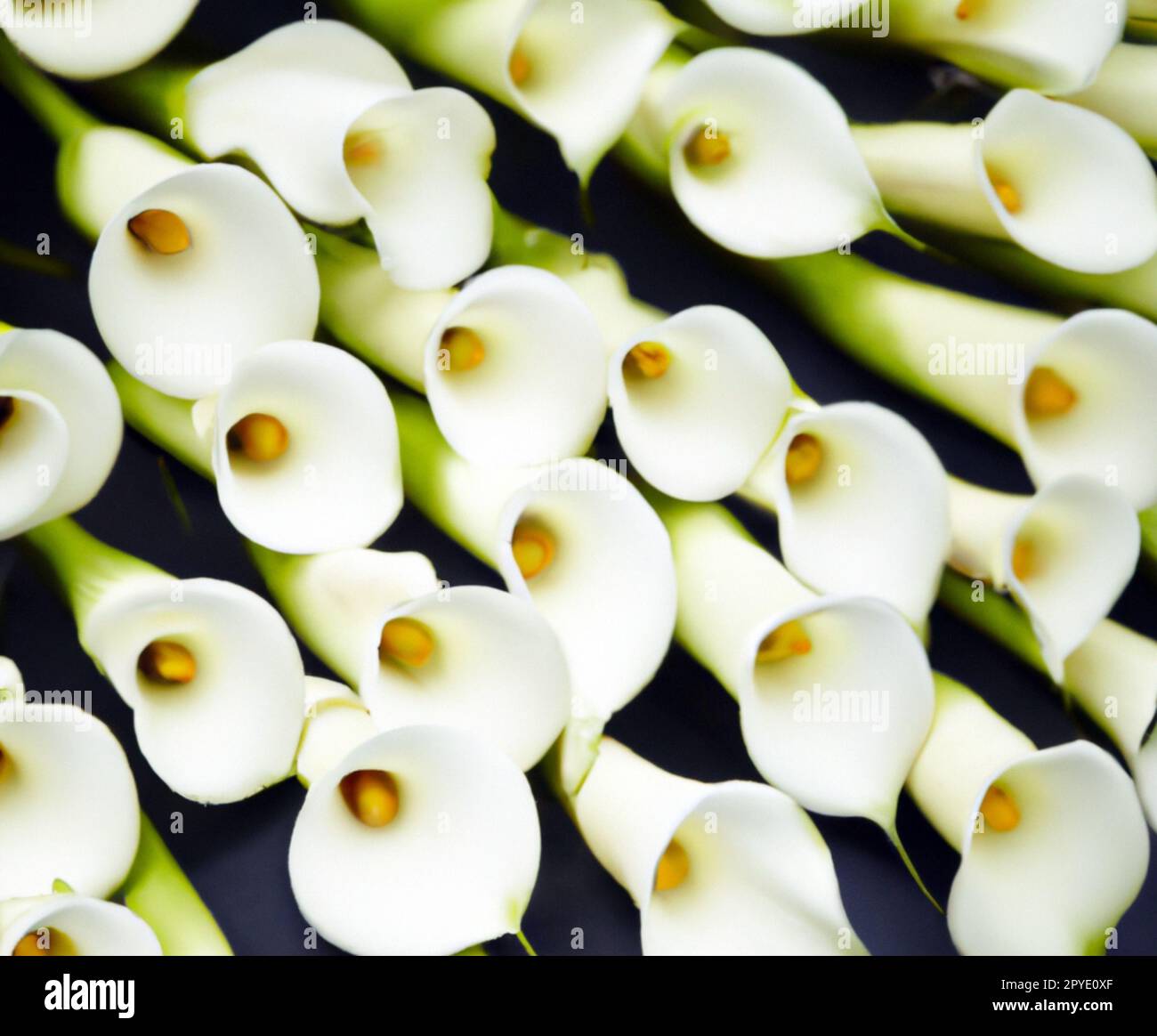 Lovely tender white callas with green leaves. Greeting card or label ...