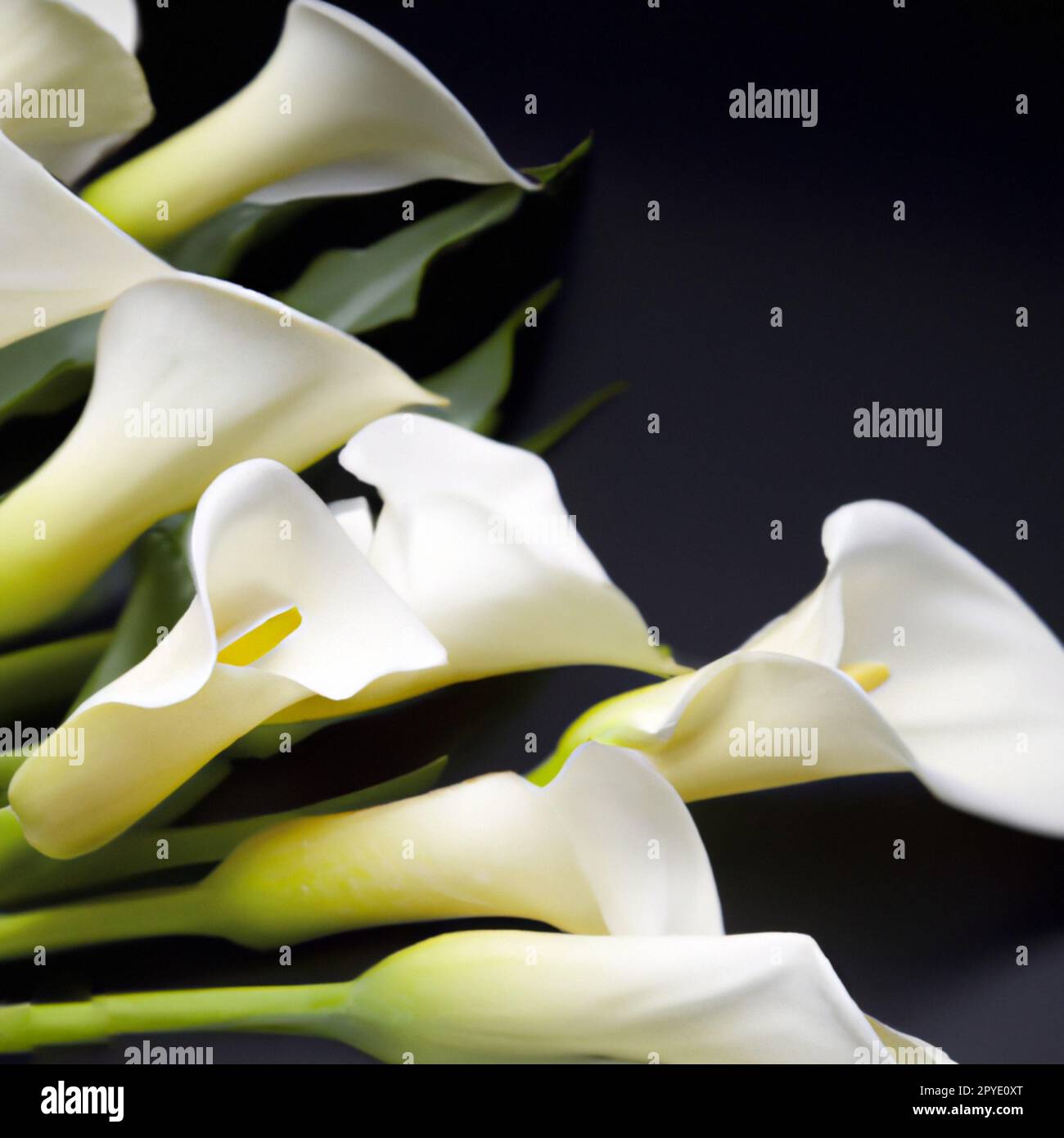 Lovely tender white callas with green leaves. Greeting card or label ...