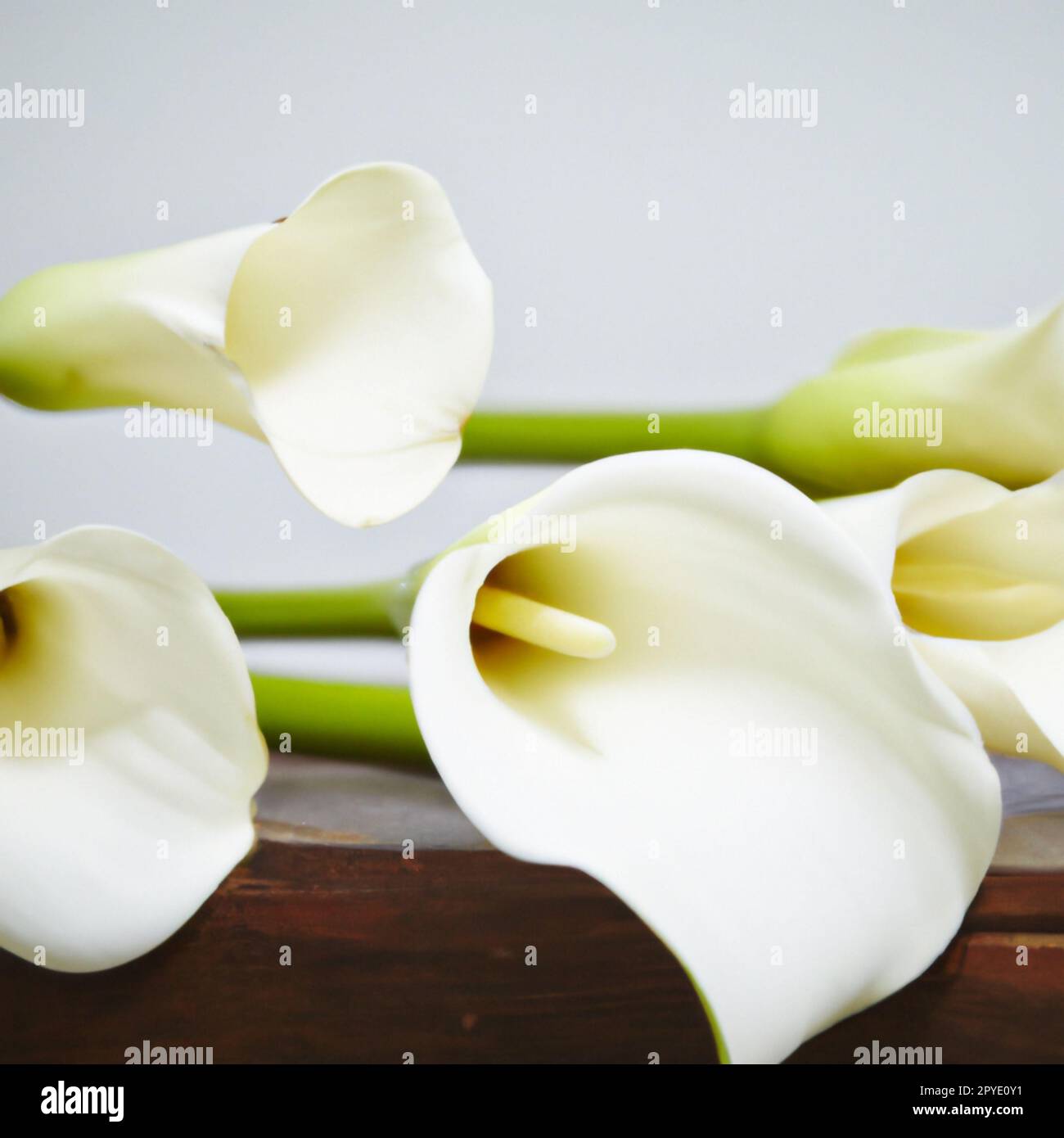 Lovely tender white callas with green leaves. Greeting card or label ...