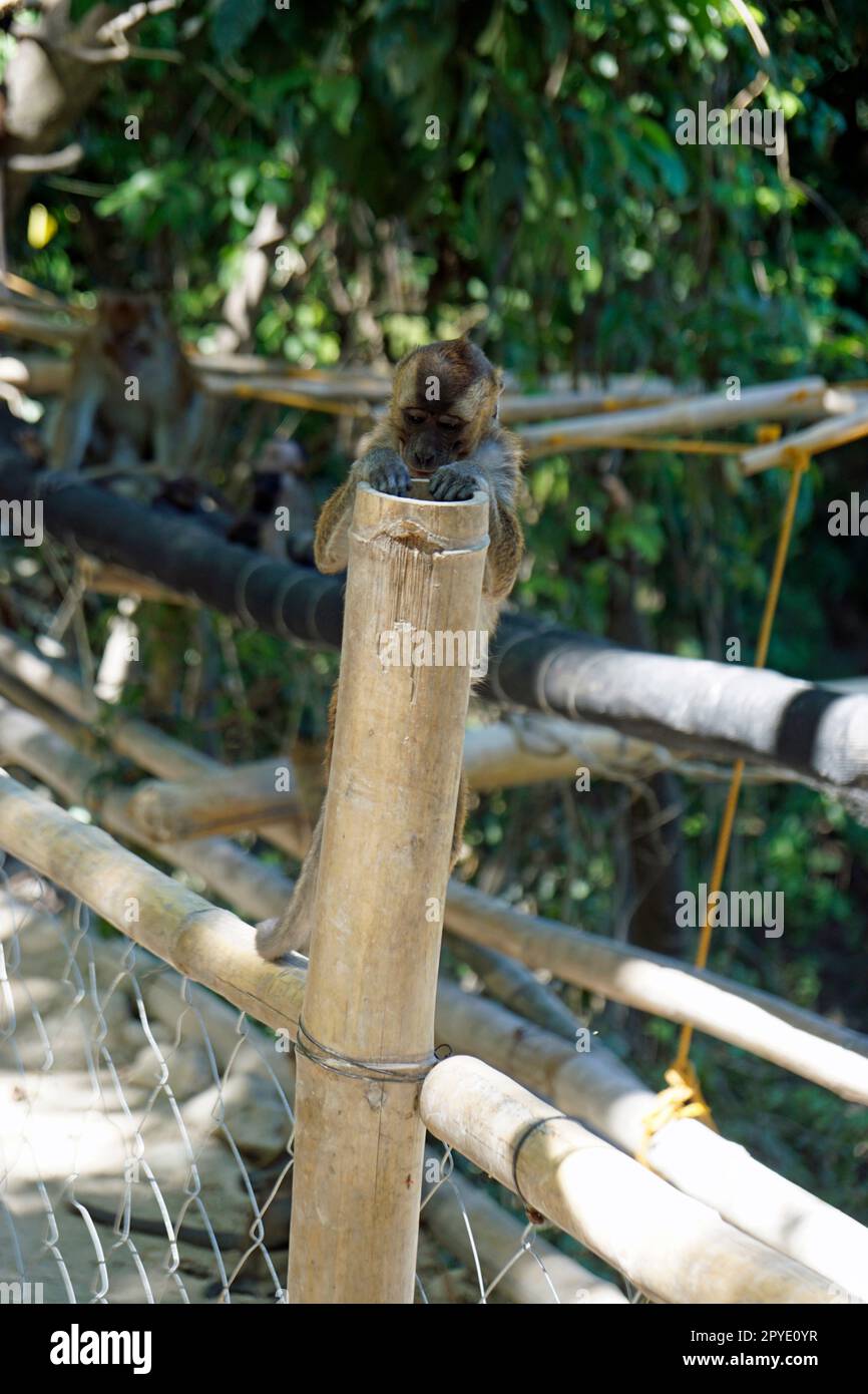 Philippines wildlife macaque hi-res stock photography and images - Alamy