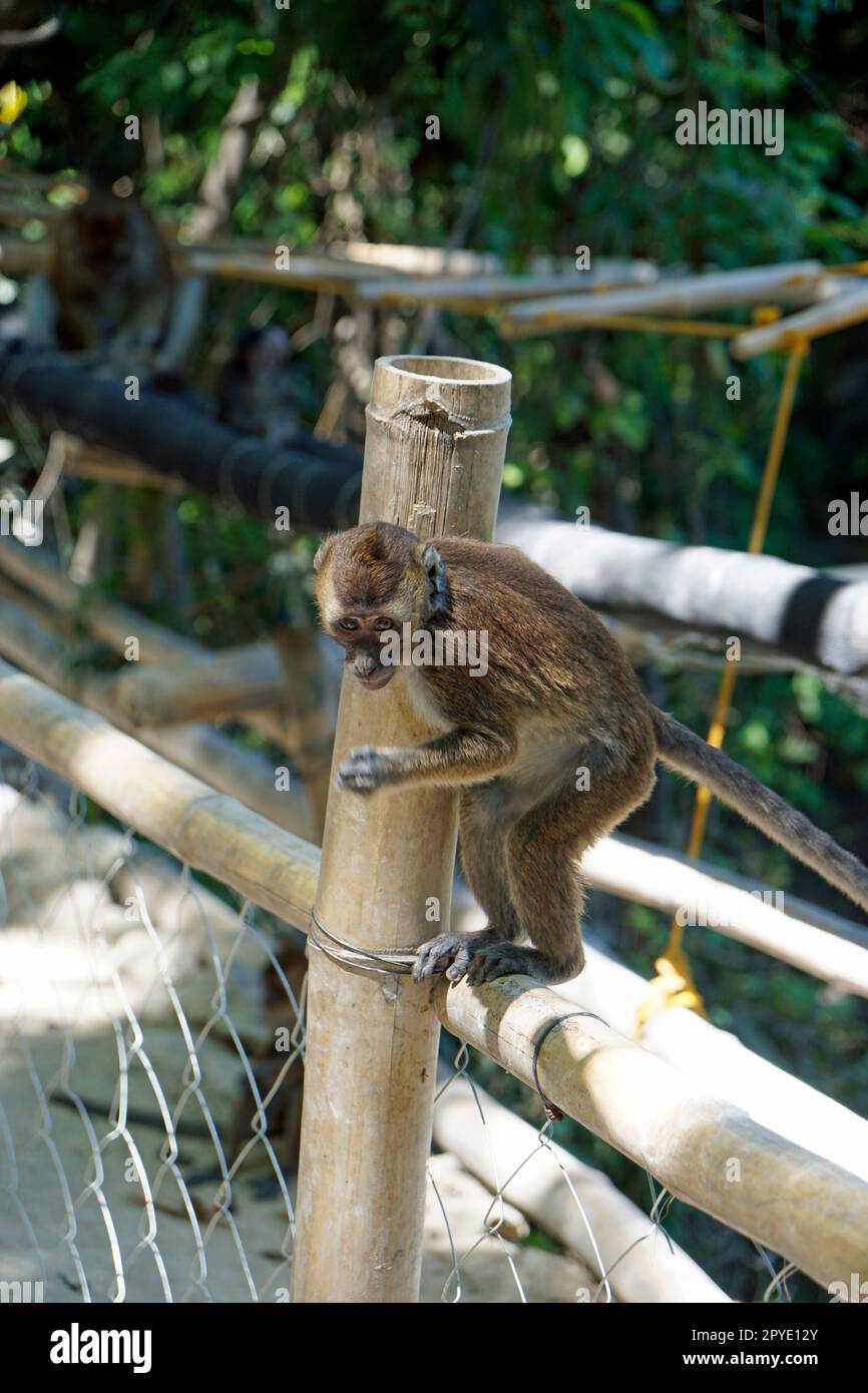 macaque monkeys ion cebu island at the philippines Stock Photo - Alamy