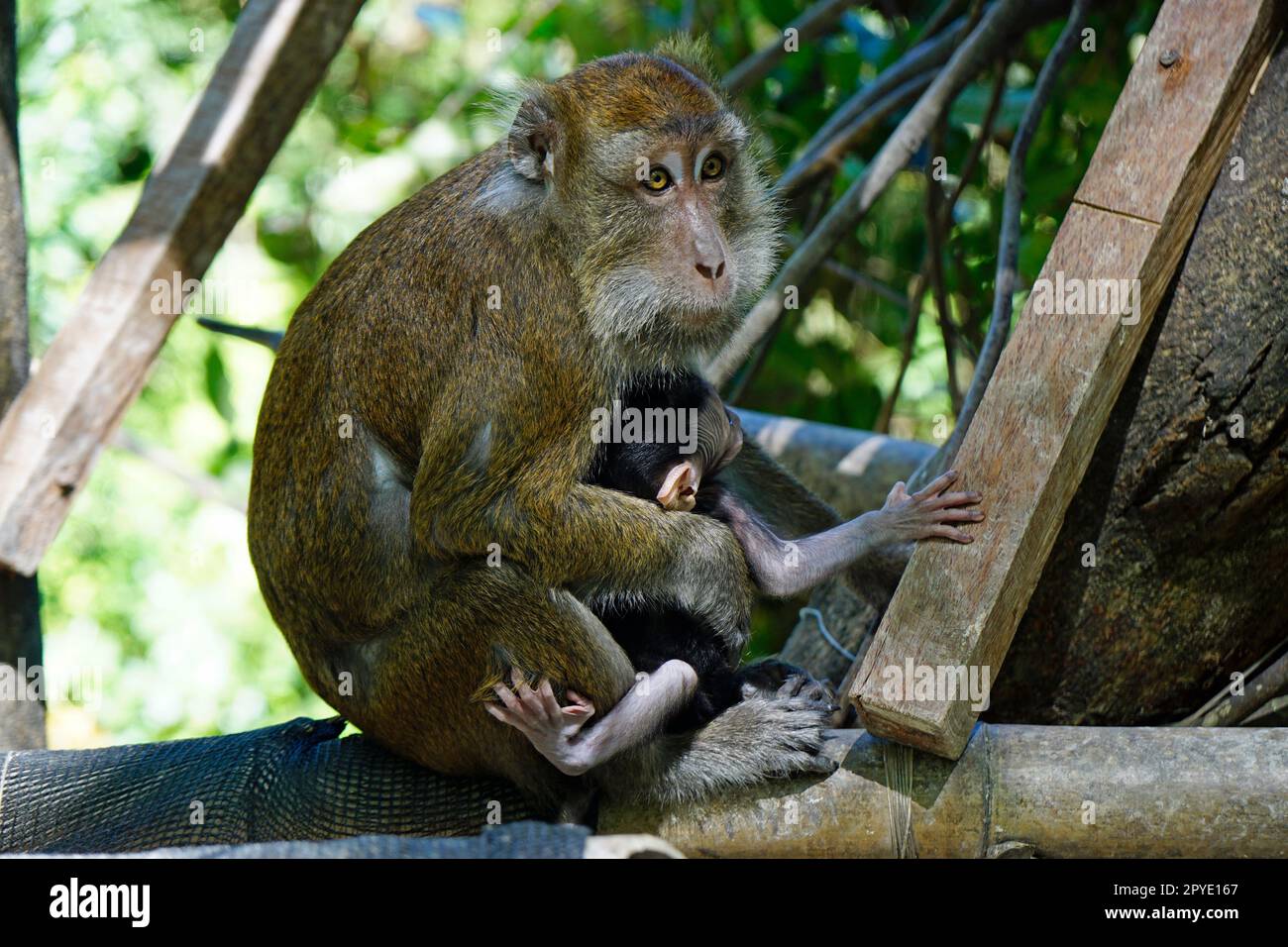macaque monkeys ion cebu island at the philippines Stock Photo - Alamy