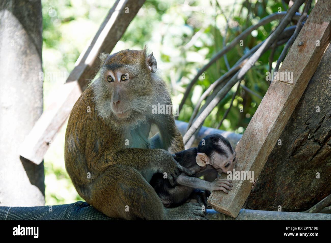 macaque monkeys ion cebu island at the philippines Stock Photo - Alamy