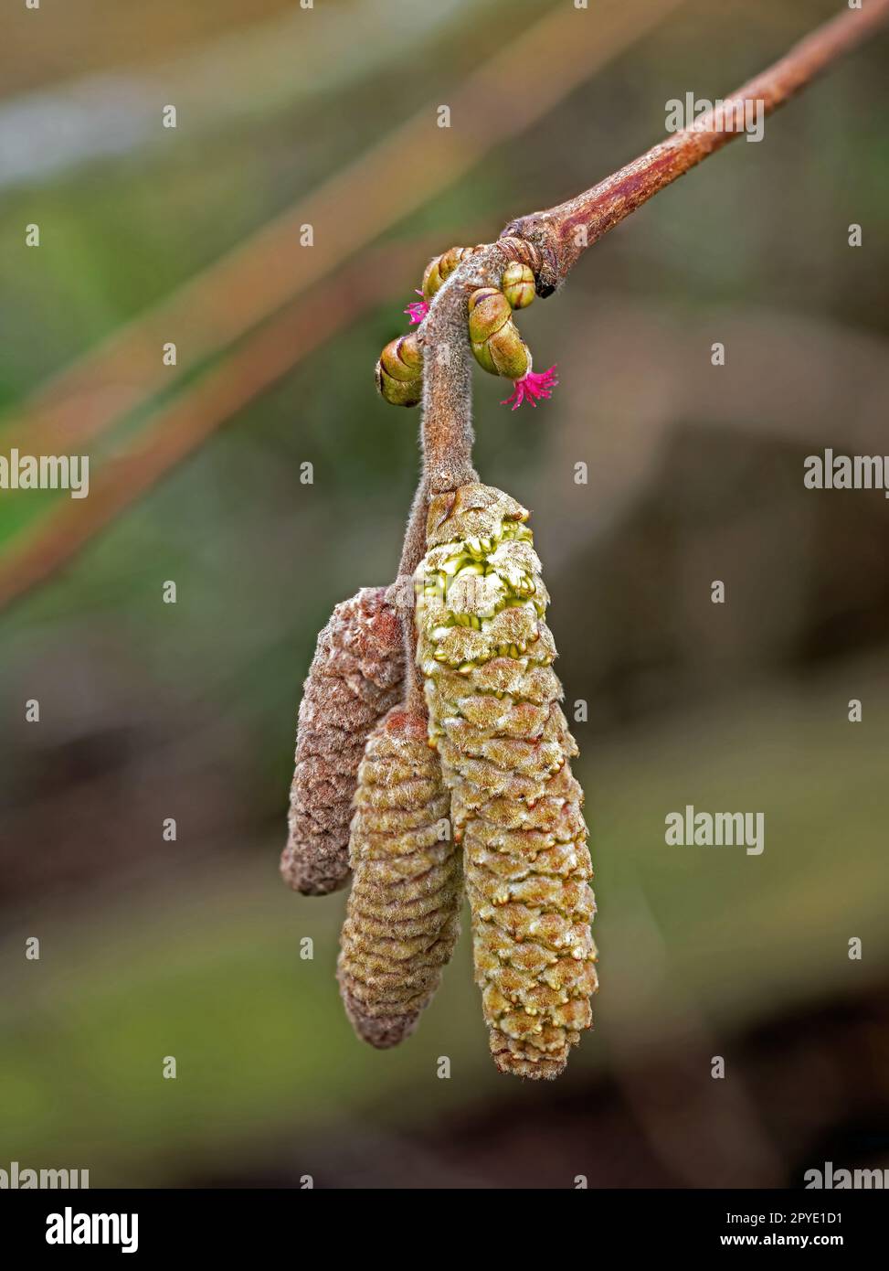 Male female flowers catkins hi-res stock photography and images - Alamy