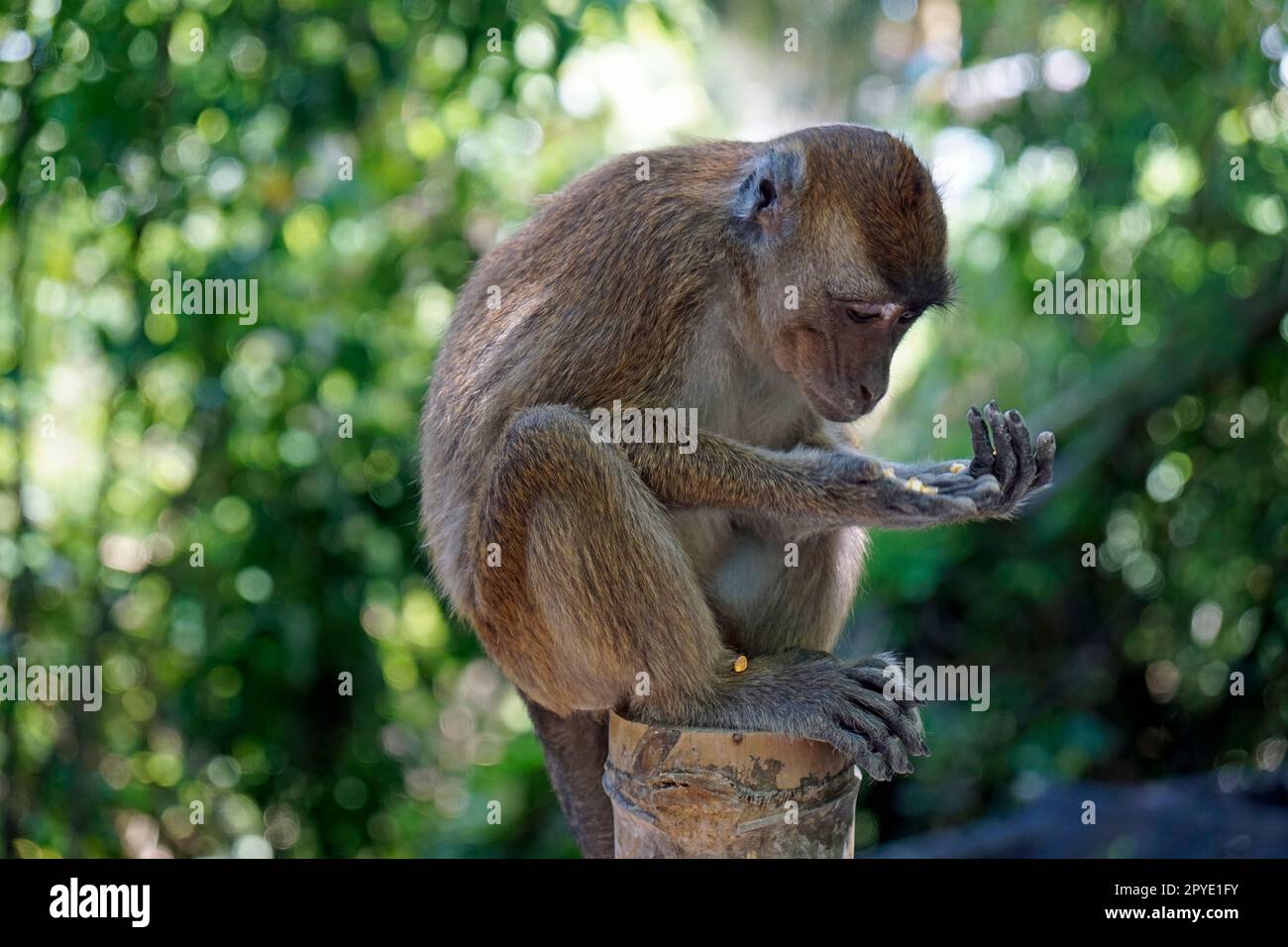 macaque monkeys ion cebu island at the philippines Stock Photo - Alamy