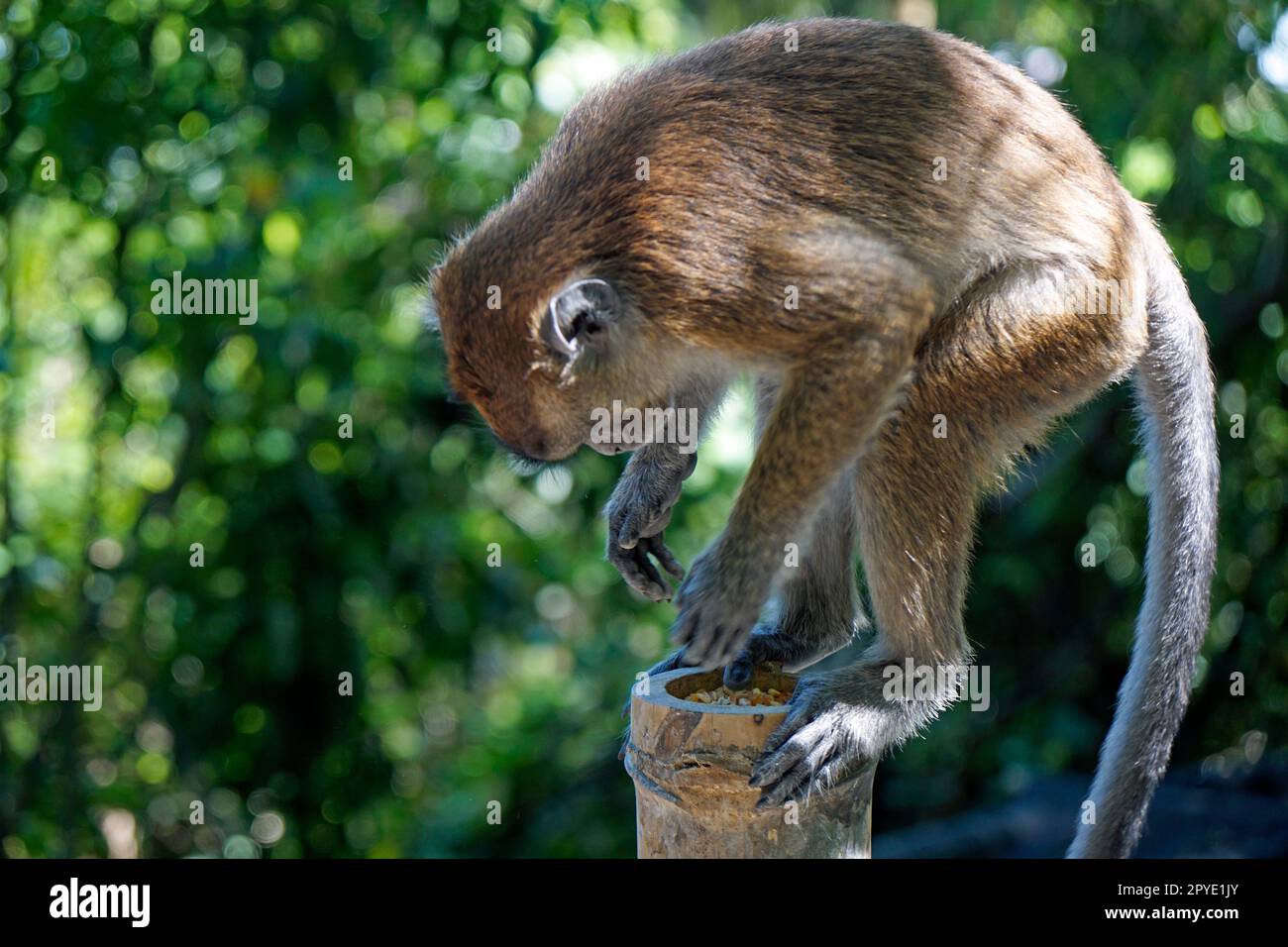macaque monkeys ion cebu island at the philippines Stock Photo - Alamy