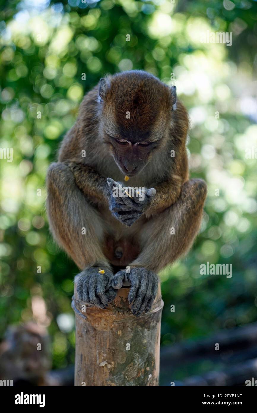 macaque monkeys ion cebu island at the philippines Stock Photo - Alamy