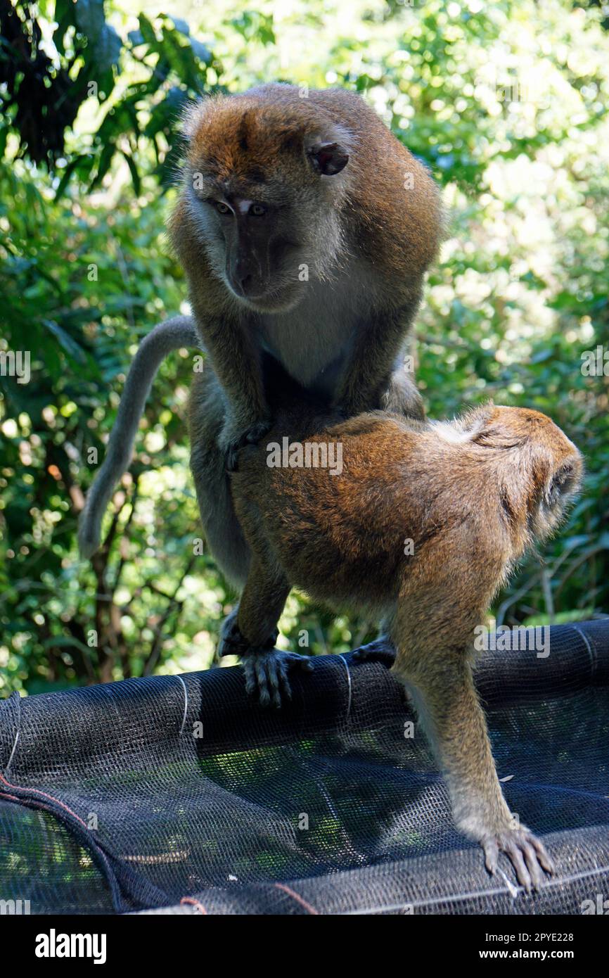 macaque monkeys ion cebu island at the philippines Stock Photo - Alamy