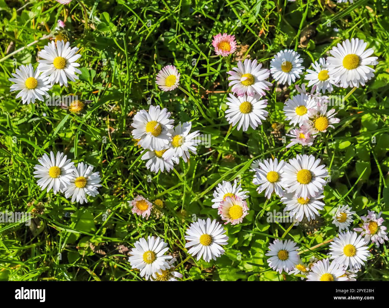White garden daisy in a floral summer background. Leucanthemum vulgare ...
