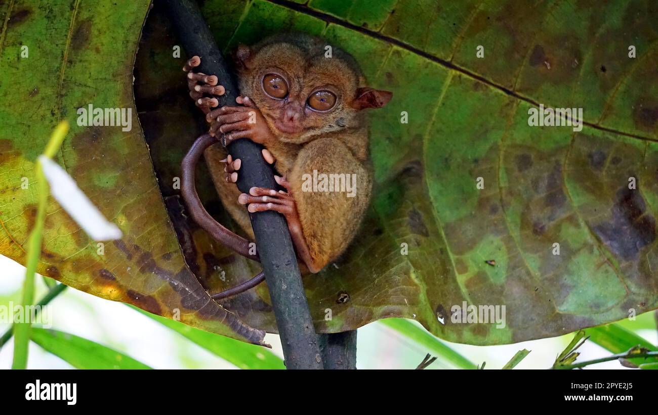 Portrait of Tarsier monkey (Tarsius Syrichta) on the tree at bohol ...