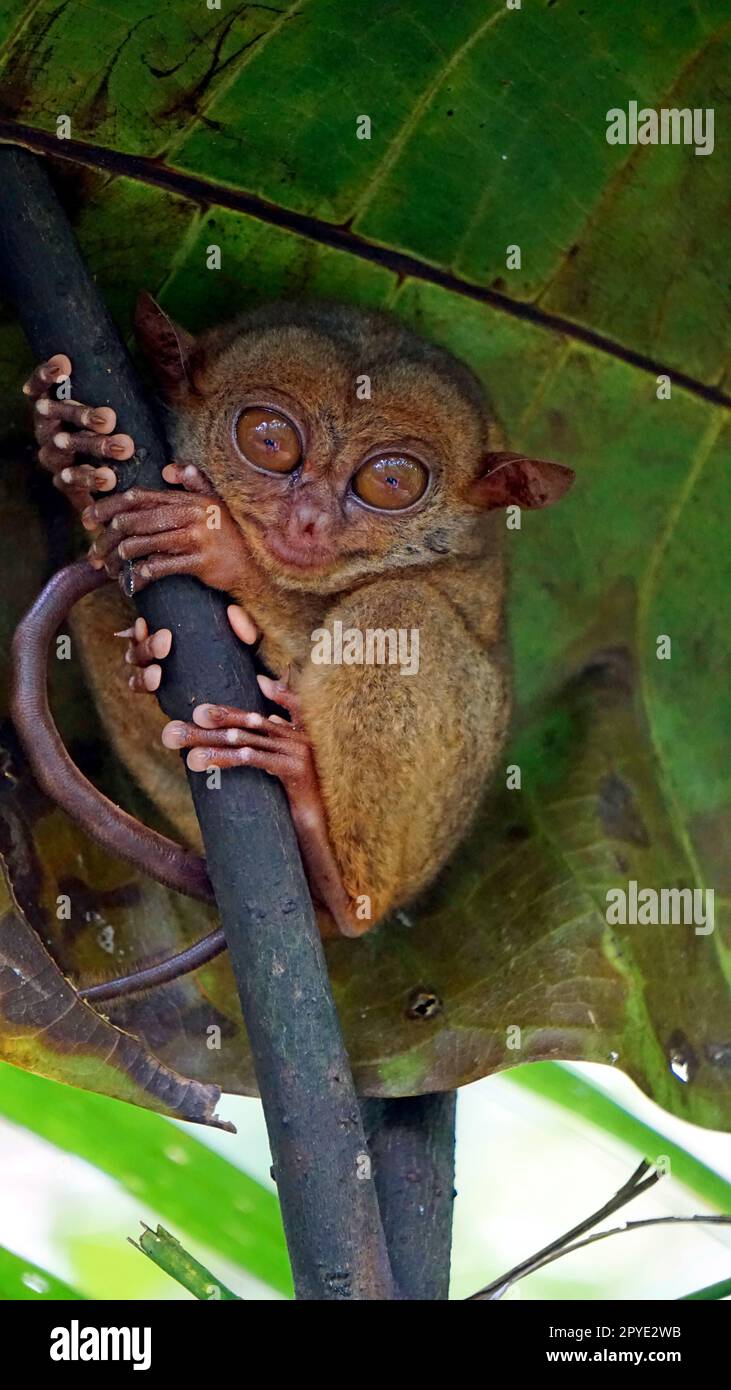 Portrait of Tarsier monkey (Tarsius Syrichta) on the tree at bohol ...