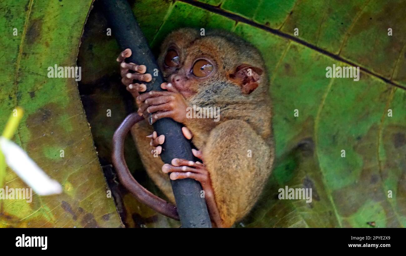 Portrait of Tarsier monkey (Tarsius Syrichta) on the tree at bohol ...