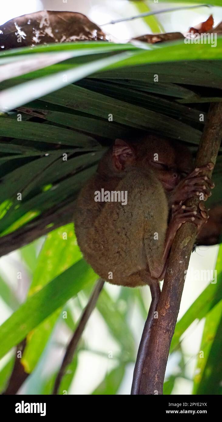 Goblin lemur hi-res stock photography and images - Alamy