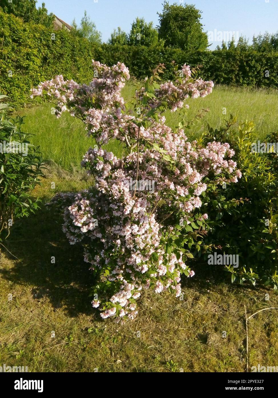 Buisson hi-res stock photography and images - Alamy