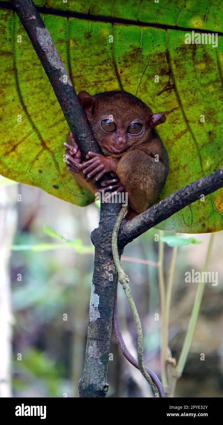 Portrait of Tarsier monkey (Tarsius Syrichta) on the tree at bohol ...