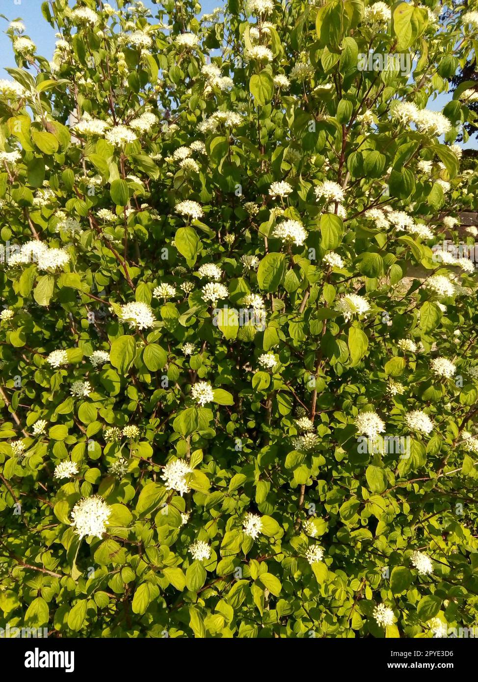 Un buisson fleuri en France Stock Photo - Alamy