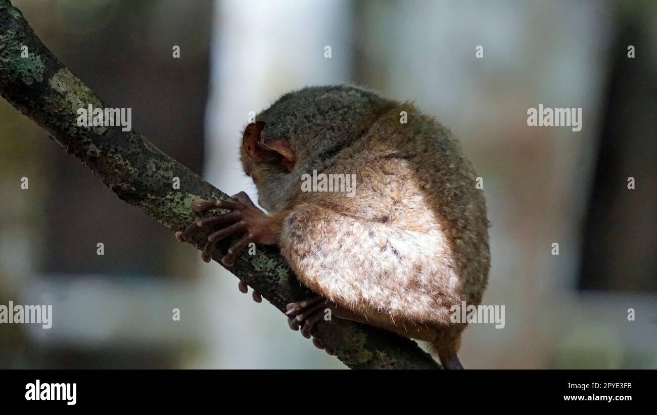 Portrait of Tarsier monkey (Tarsius Syrichta) on the tree at bohol ...