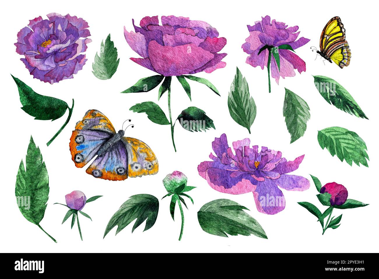 watercolor pion and Butterflies illusration isolated.Peony flower ...