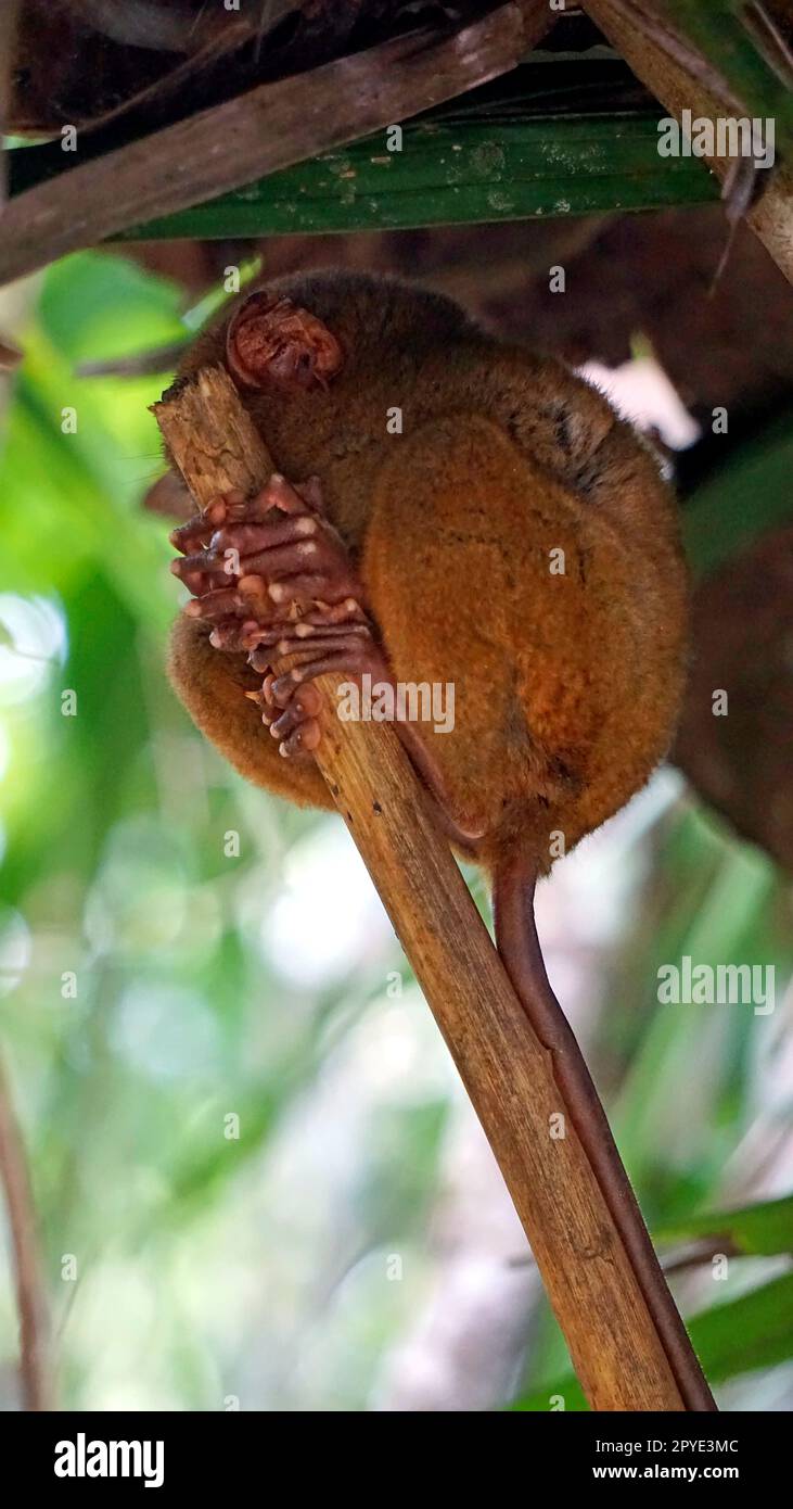 Portrait of Tarsier monkey (Tarsius Syrichta) on the tree at bohol ...