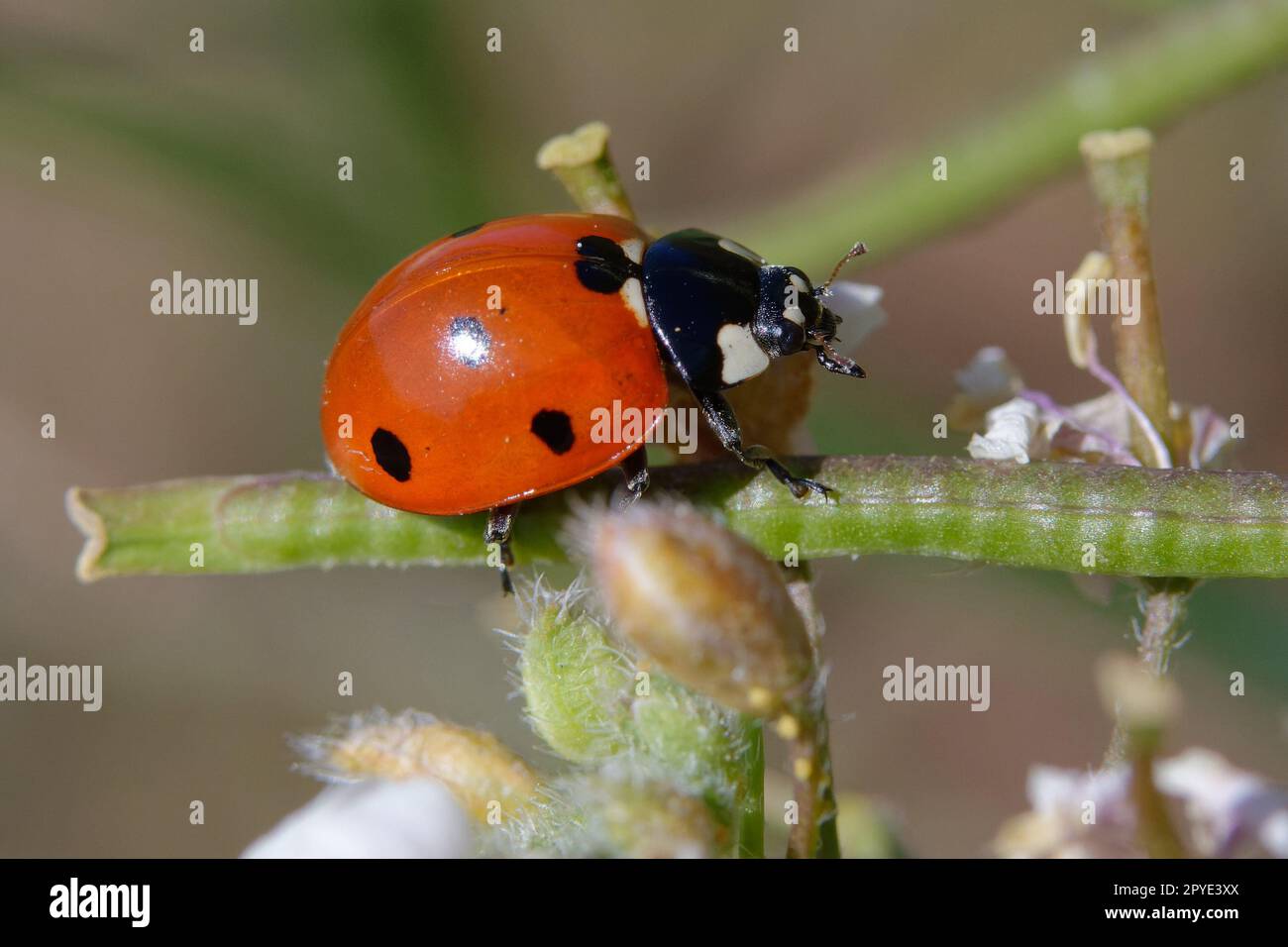 Seven-spot ladybird (Coccinella septempunctata) on a plant Stock Photo ...