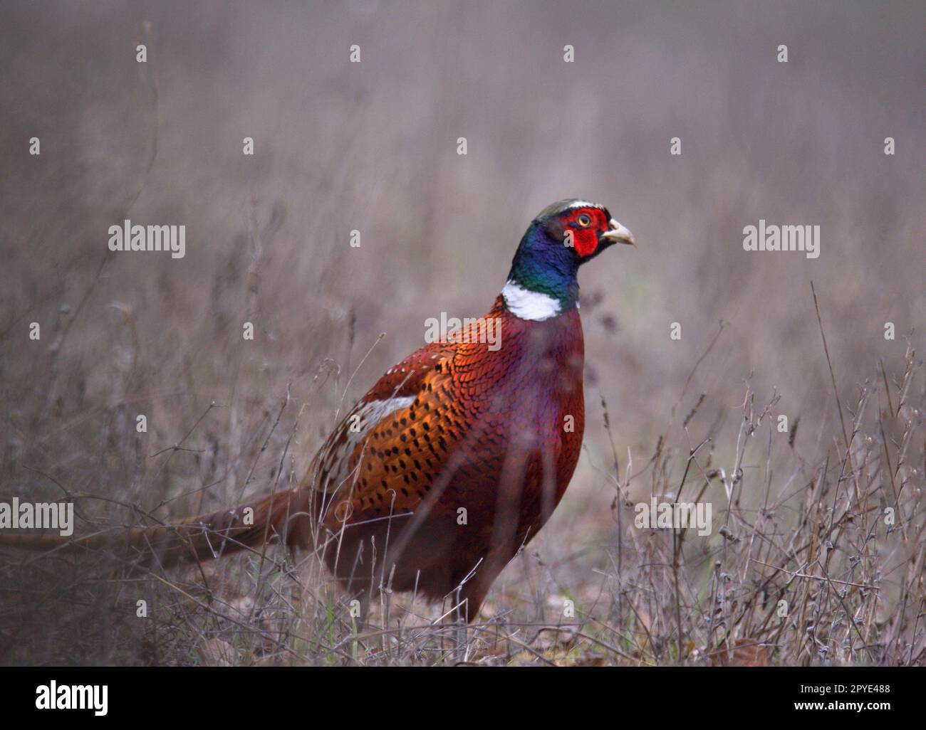 A common pheasant in a field Stock Photo - Alamy